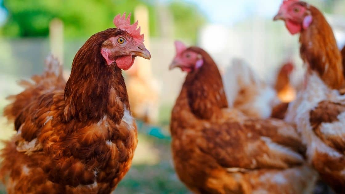 6 Tips Memulai Usaha Bisnis Ayam Potong Keuntungan Maksimal
